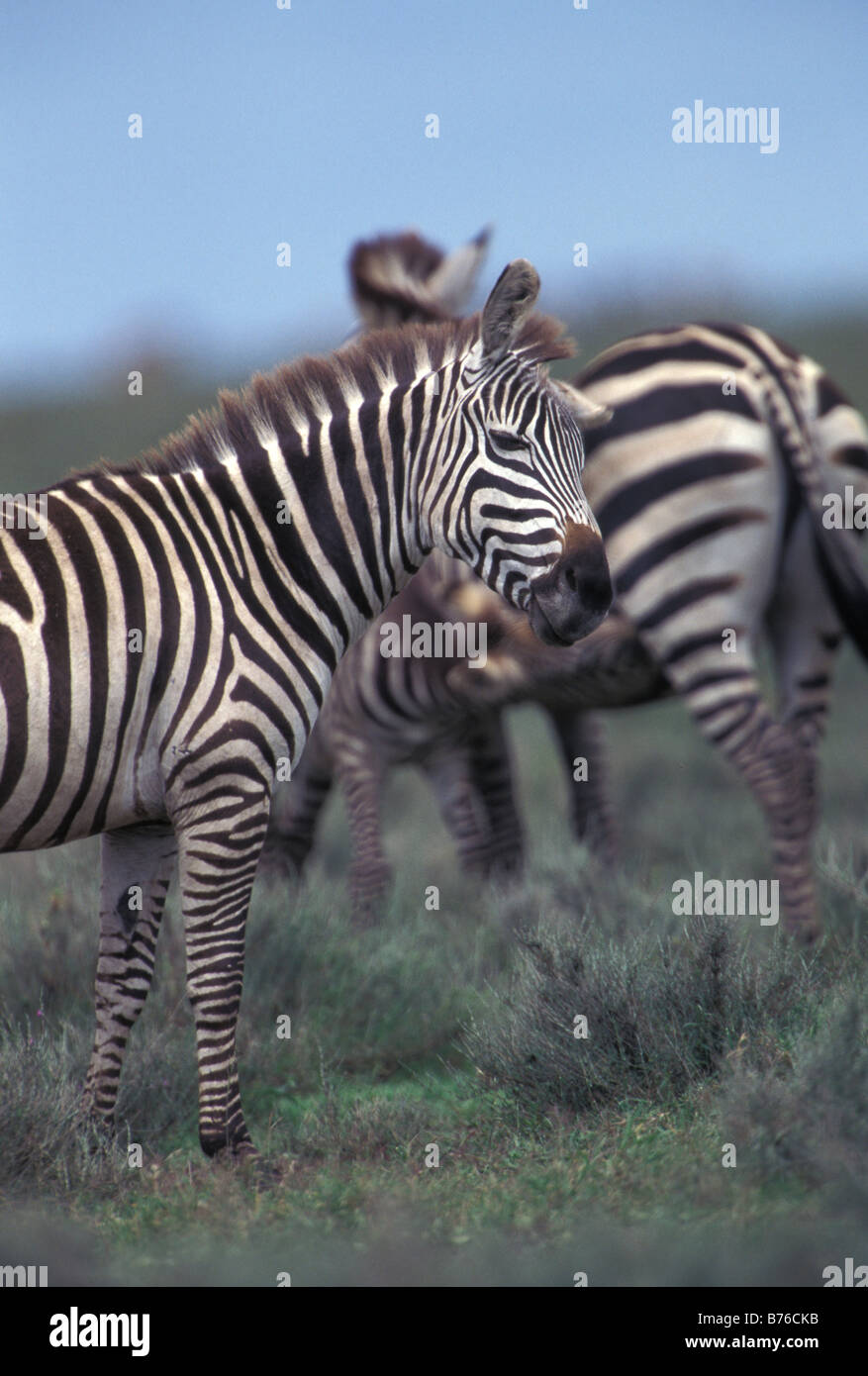 zebra on plain Stock Photo - Alamy