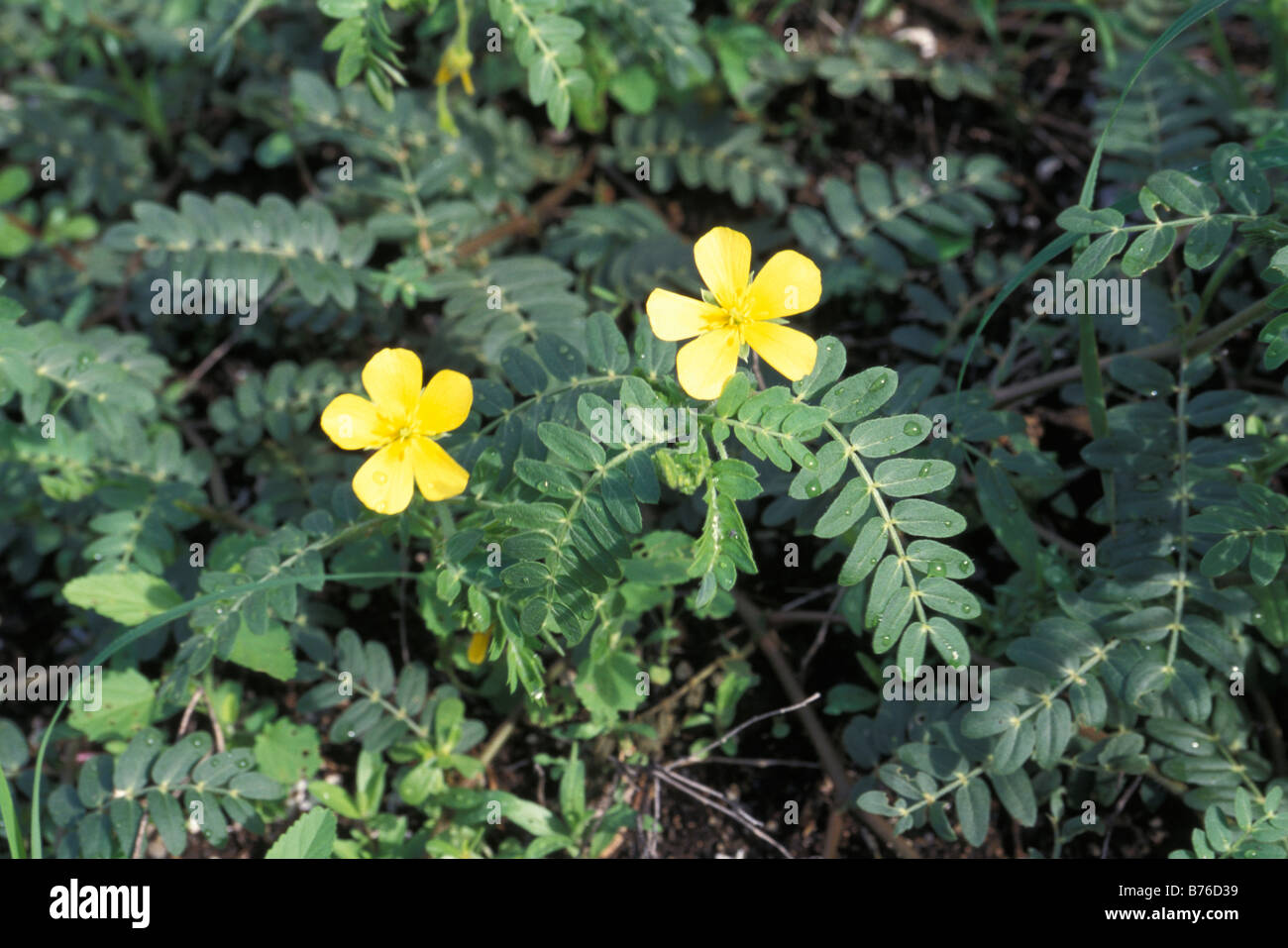 yellow flowers on Isabela Island Stock Photo - Alamy