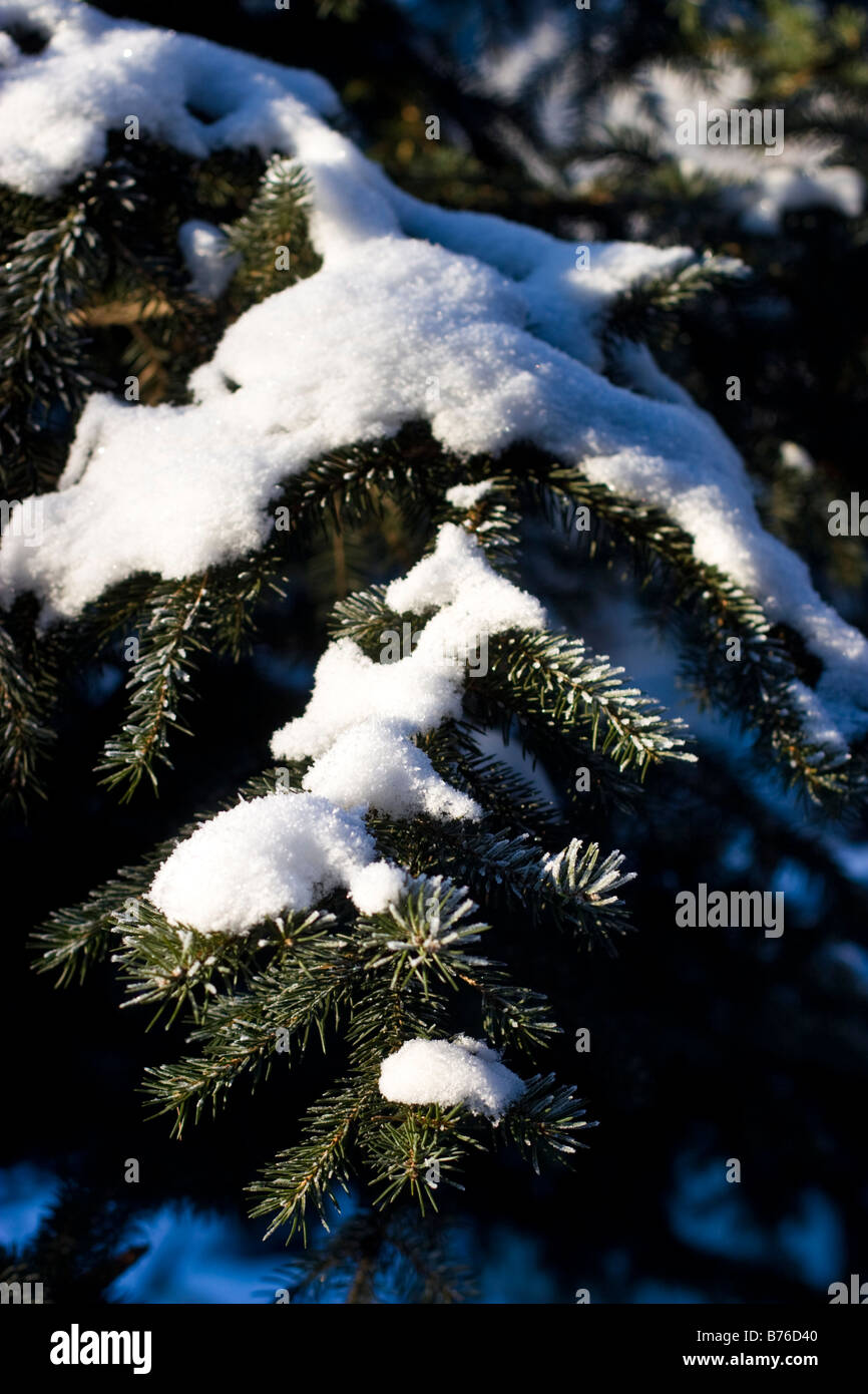 snow on a tree Stock Photo - Alamy