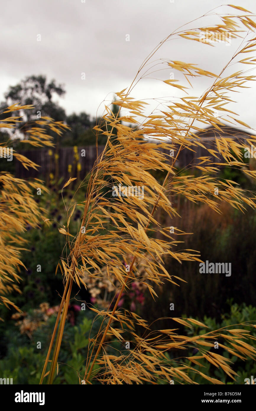 STIPA GIGANTEA. GIANT FEATHER GRASS, GOLDEN OATS IN LATE SUMMER Stock ...