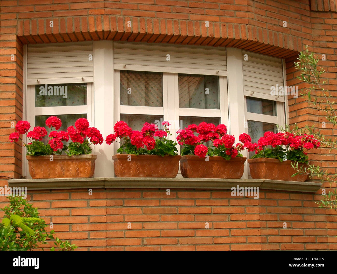Geraniums in a window Pelargonium hybr Stock Photo - Alamy