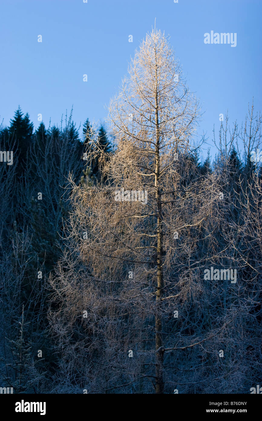 A tree in winter Stock Photo - Alamy