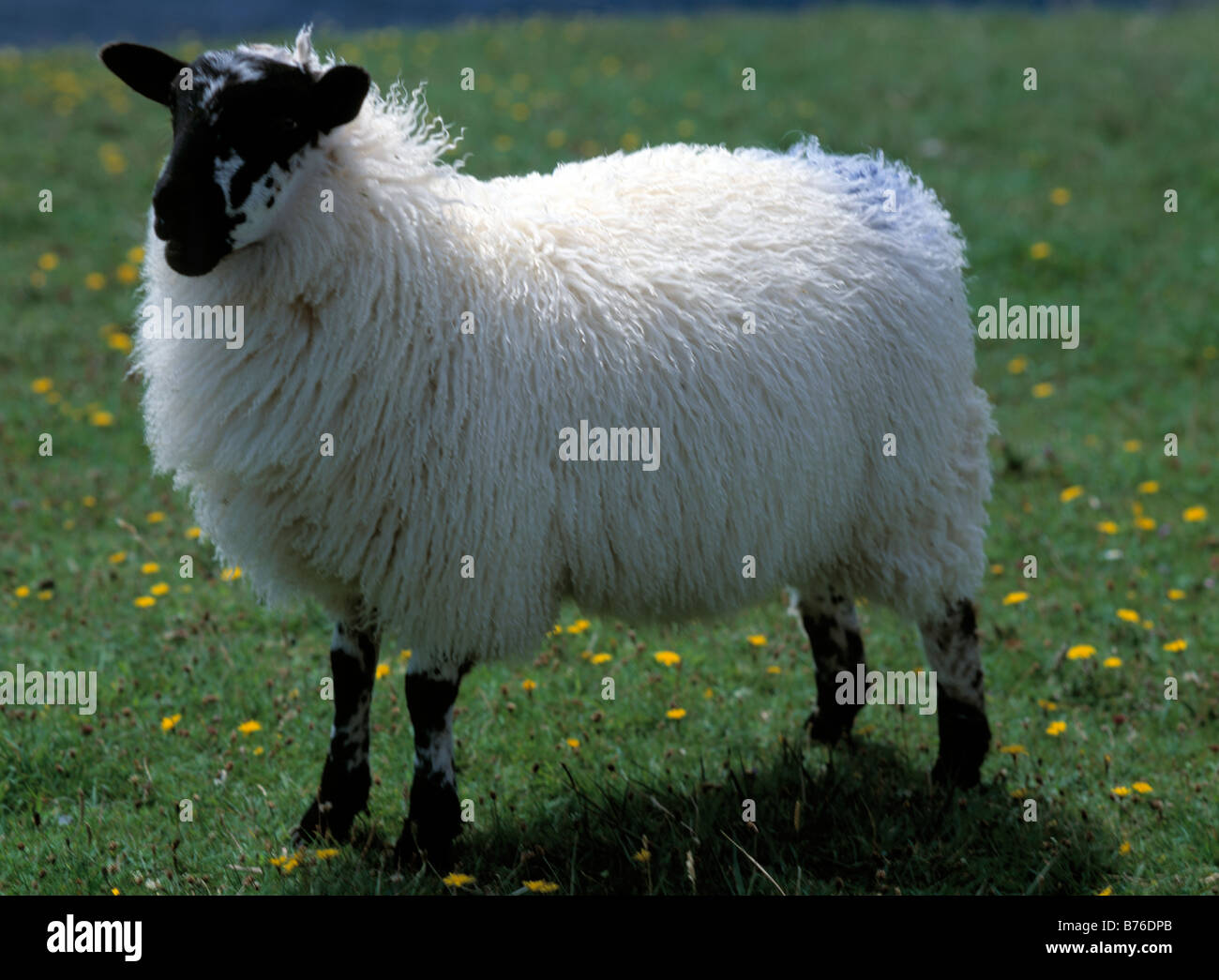 mature sheep standing upright in a green grassy field Stock Photo - Alamy