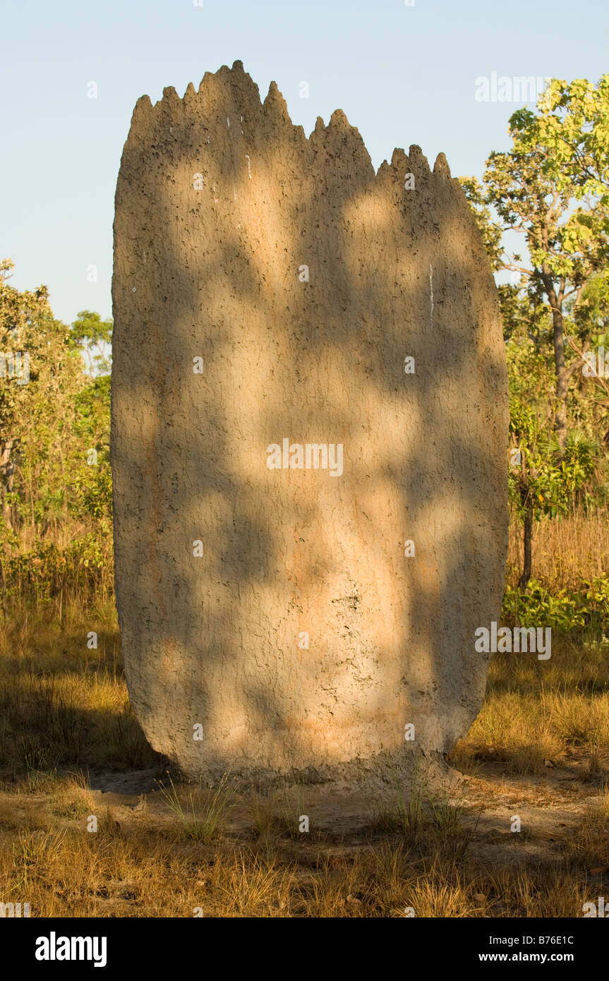 Magnetic termite (Amitermes meridionalis & A. laurensis) mounds North ...