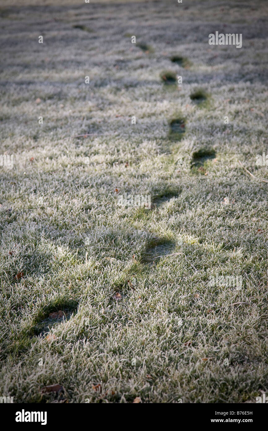 Lawn winter hi-res stock photography and images - Alamy