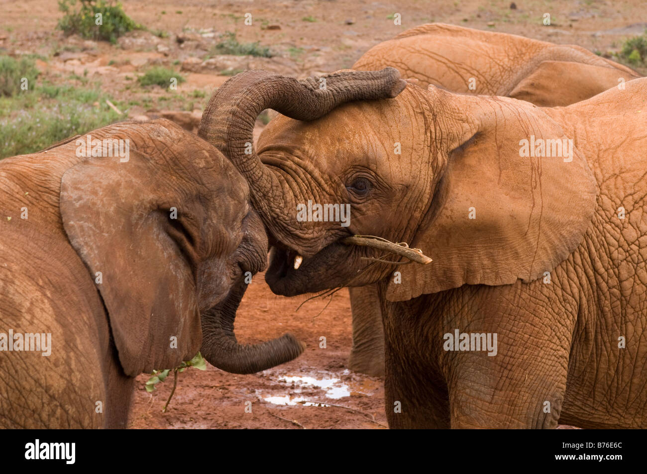 David Sheldrick Wildlife Trust Elephant Orphanage Nairobi Kenya Stock ...