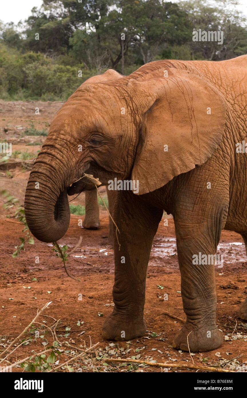 David Sheldrick Wildlife Trust Elephant Orphanage Nairobi Kenya Stock ...