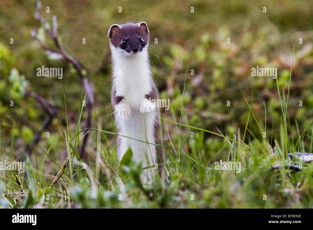 ermine, stoat (Mustela erminea), young with summer fur, standing ...