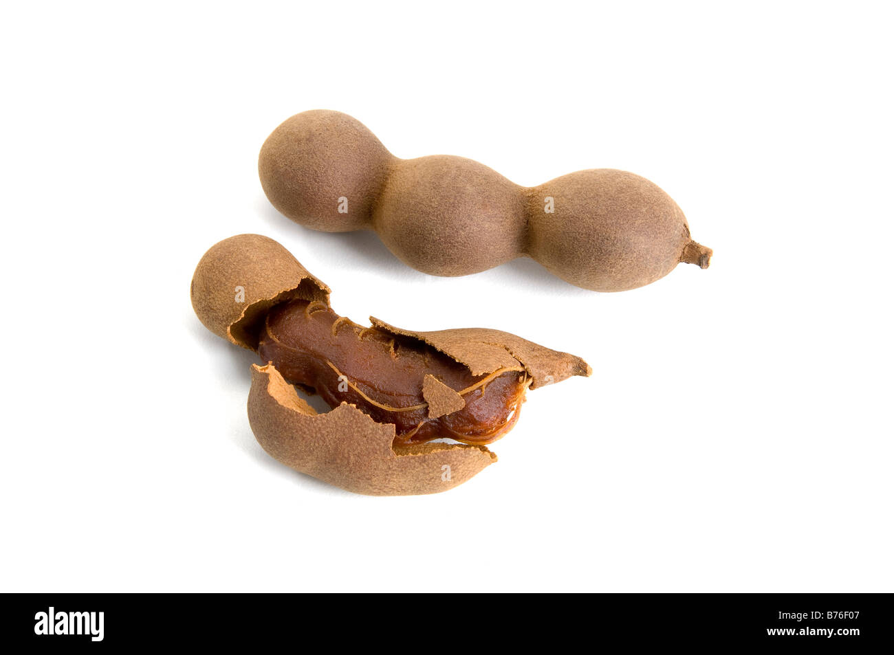 Indian tree seed pods hi-res stock photography and images - Alamy