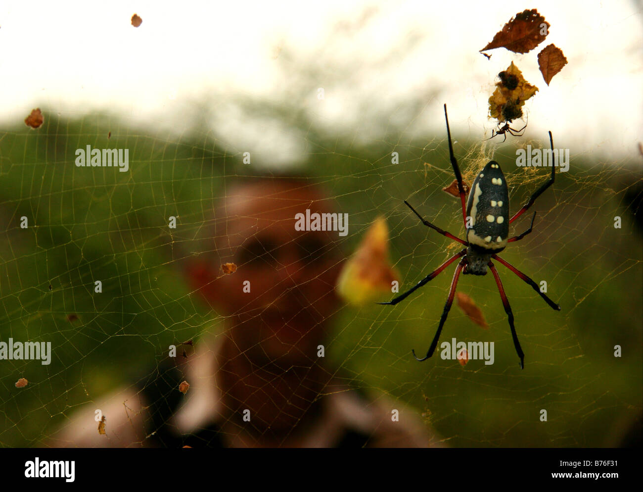 Spider with yellow spots hi-res stock photography and images - Alamy