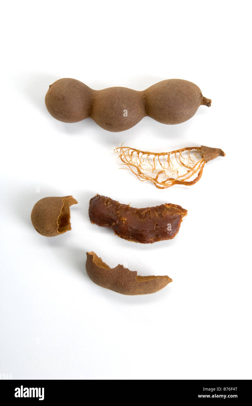 Parts of Tamarind pods laid out in a technical, botanical style. The ...