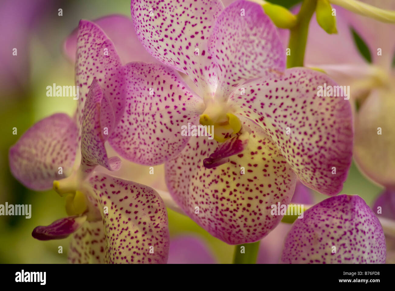Pretty showy flower hi-res stock photography and images - Alamy