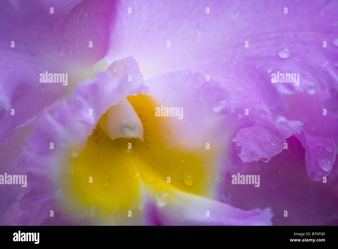 Pretty pink orchids hi-res stock photography and images - Alamy
