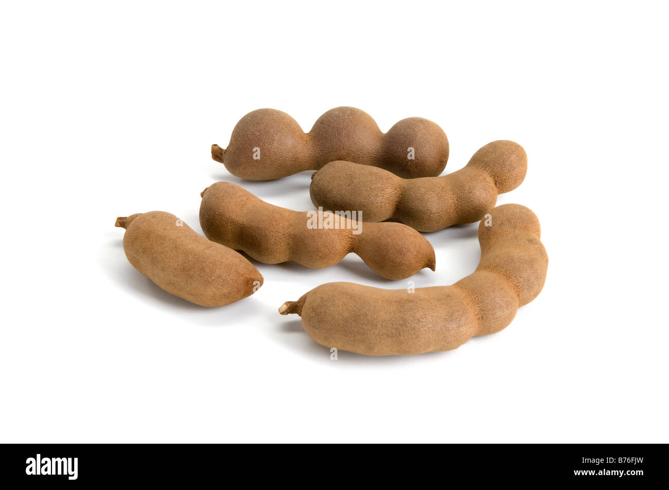 Five Tamarind pods on a white background. The sticky pulp surrounding ...
