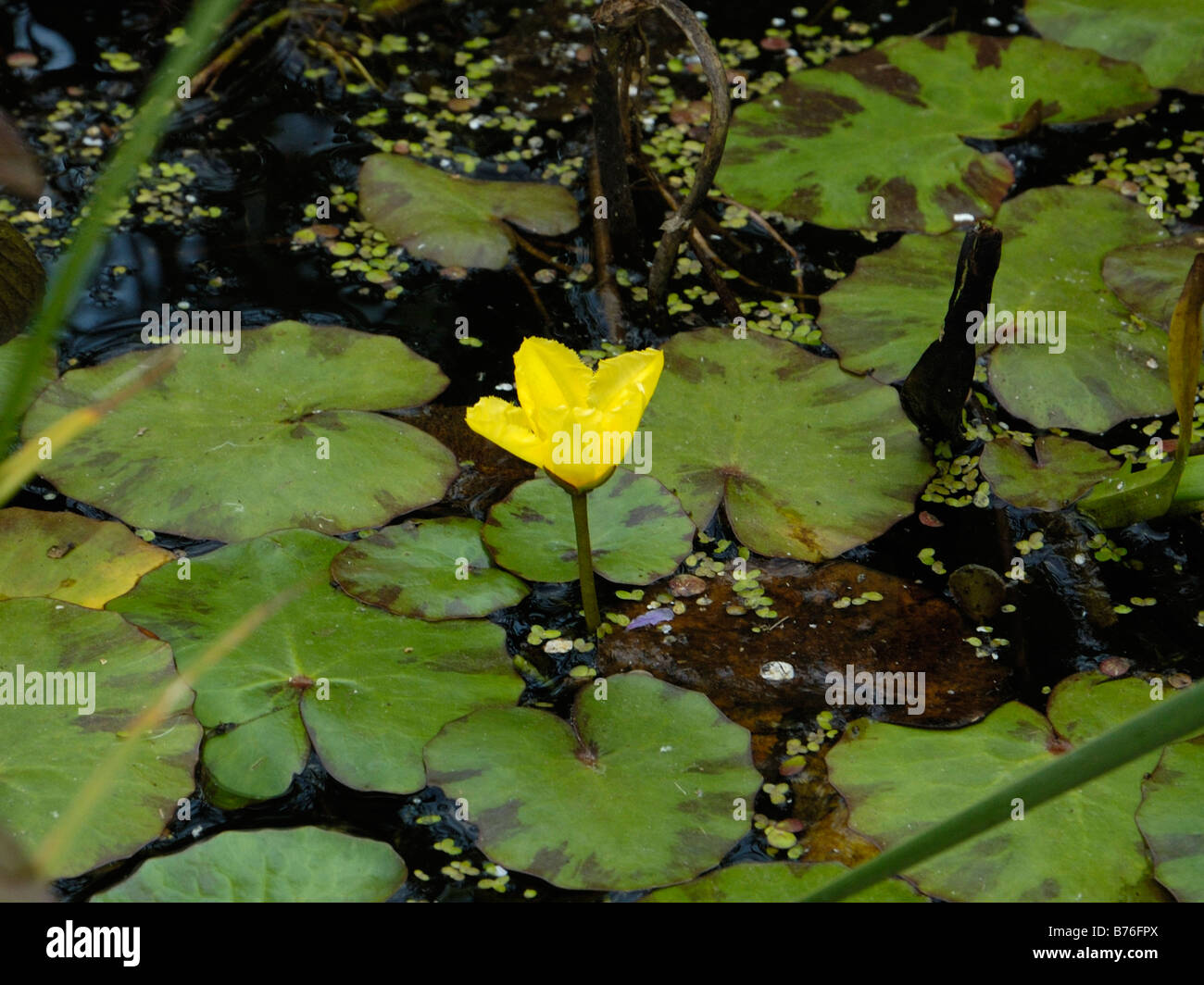 Fringed Water lily, nymphoides peltata Stock Photo - Alamy