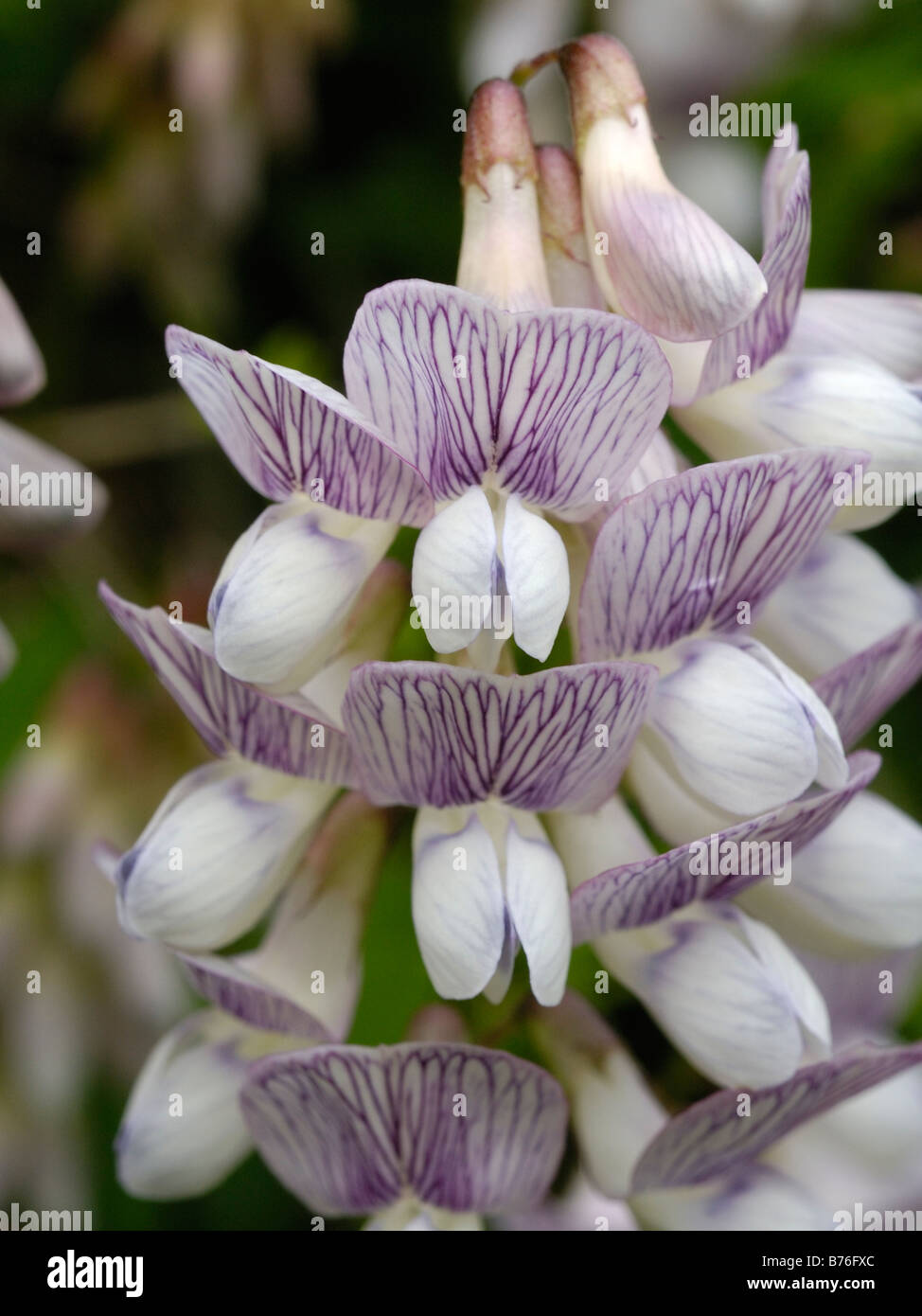 Wood vetch vicia sylvatica hi-res stock photography and images - Alamy