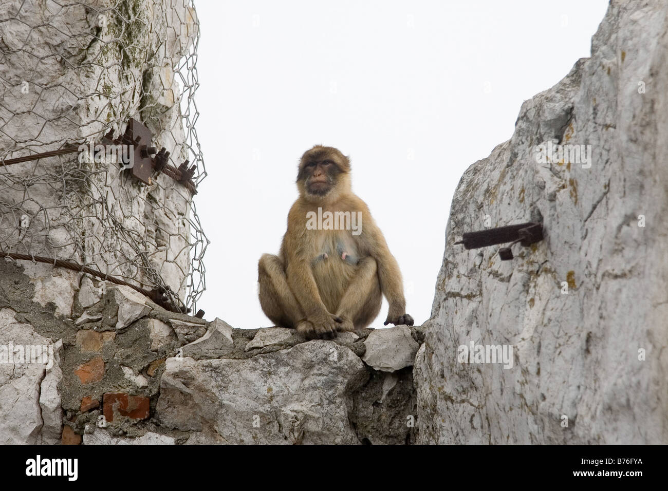 Great monkey hi-res stock photography and images - Alamy