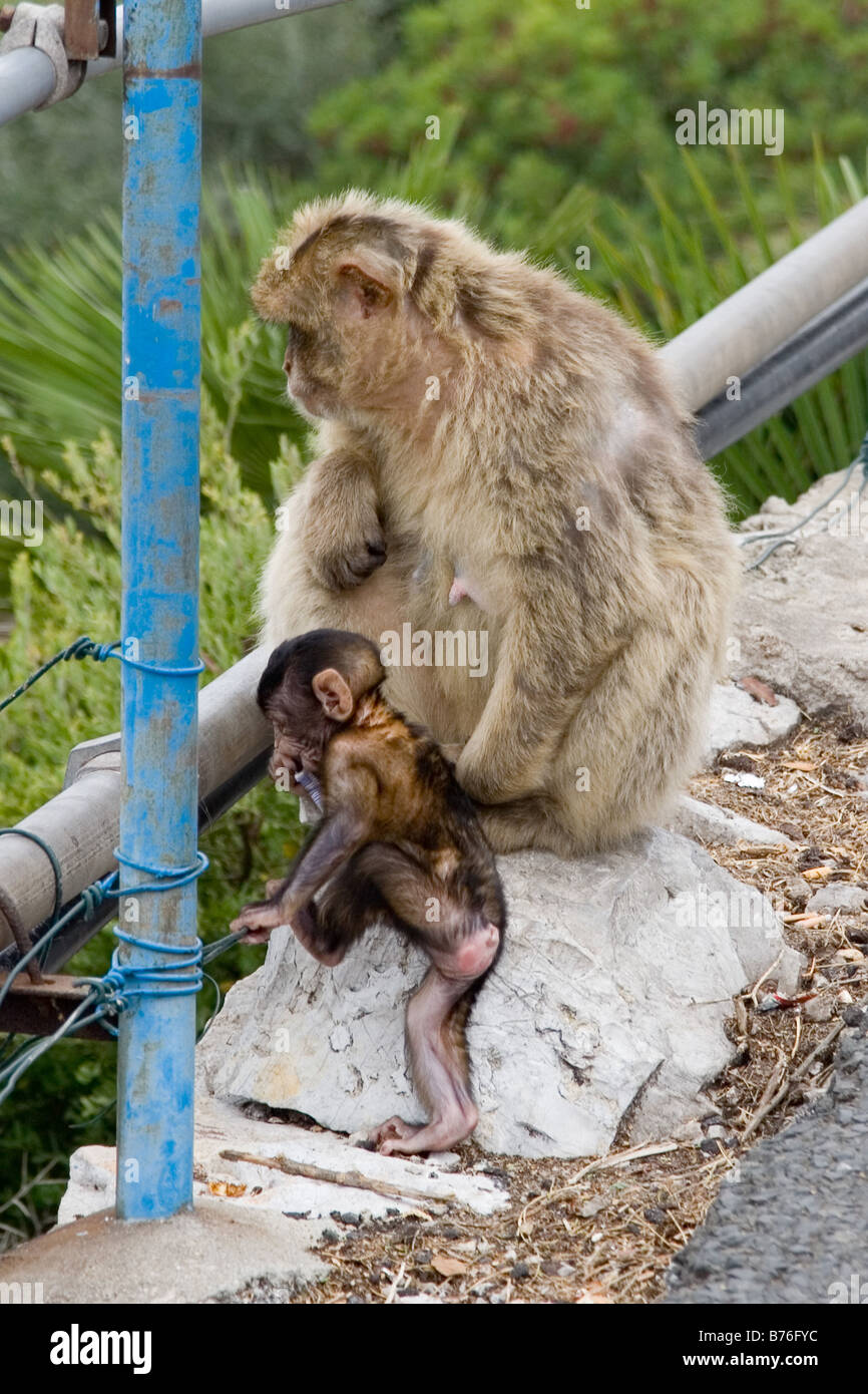 Monkey at Gibraltar, Great Britain Stock Photo - Alamy