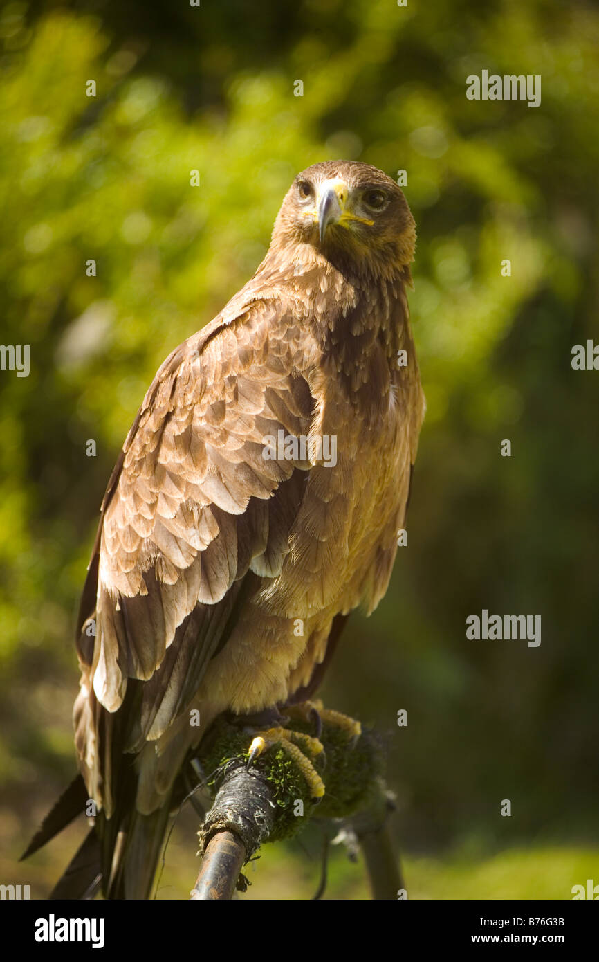 tethered African eagle on perch Stock Photo - Alamy