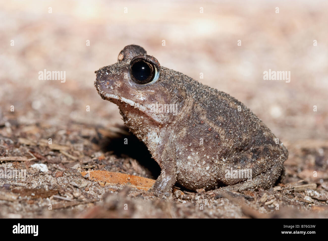 Scaphiopus hi-res stock photography and images - Alamy