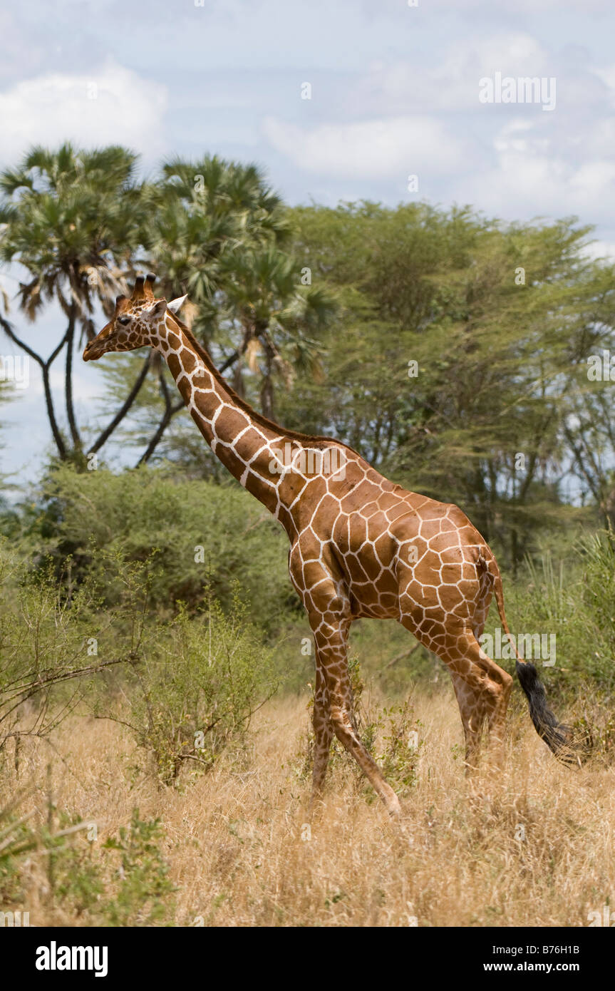 Reticulated Giraffe Meru National Park Kenya Stock Photo - Alamy