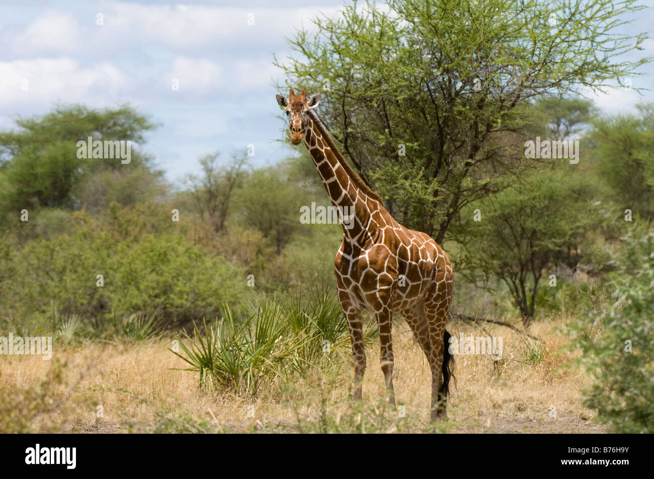 Reticulated Giraffe Meru National Park Kenya Stock Photo - Alamy