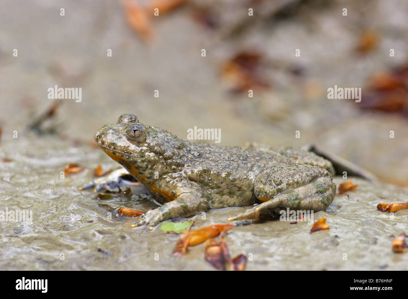 Toad mud hi-res stock photography and images - Alamy