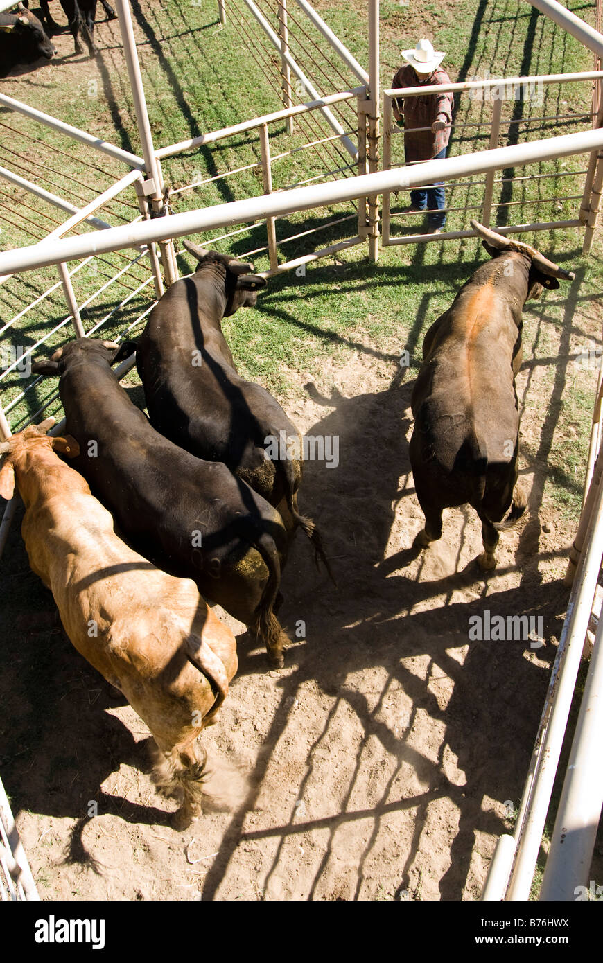 Brahma bulls hi-res stock photography and images - Alamy