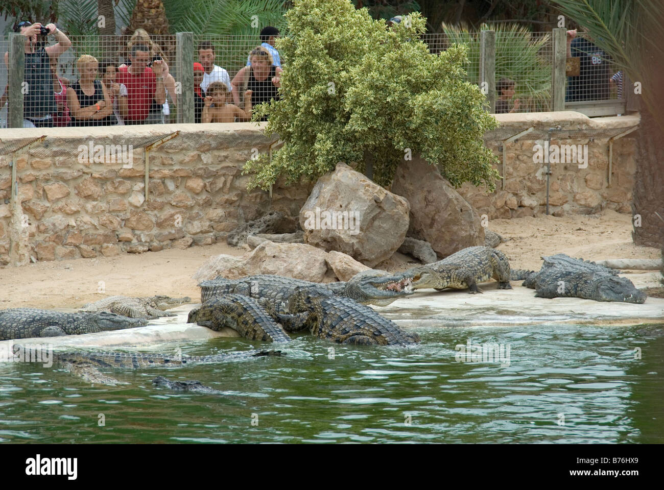 parc djerba explore,ile aux crocodiles,djerba,tunisia,africa Stock ...