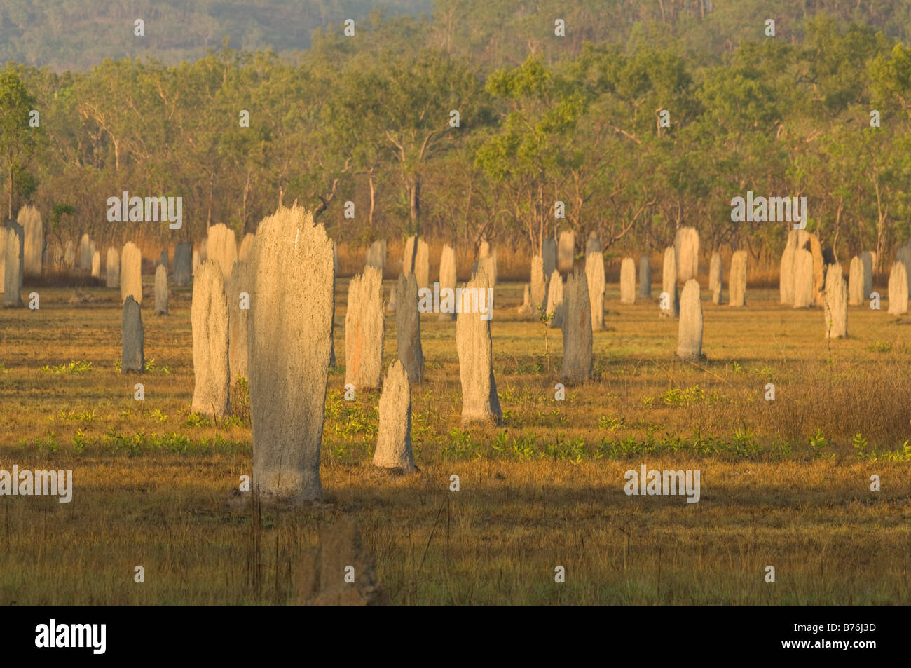 Magnetic termite amitermes meridionalis laurensis hi-res stock ...