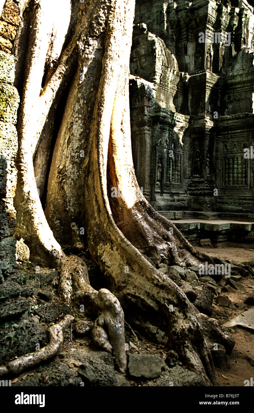 Roots of sycamore trees growing into ruins of the 12th century monastic ...