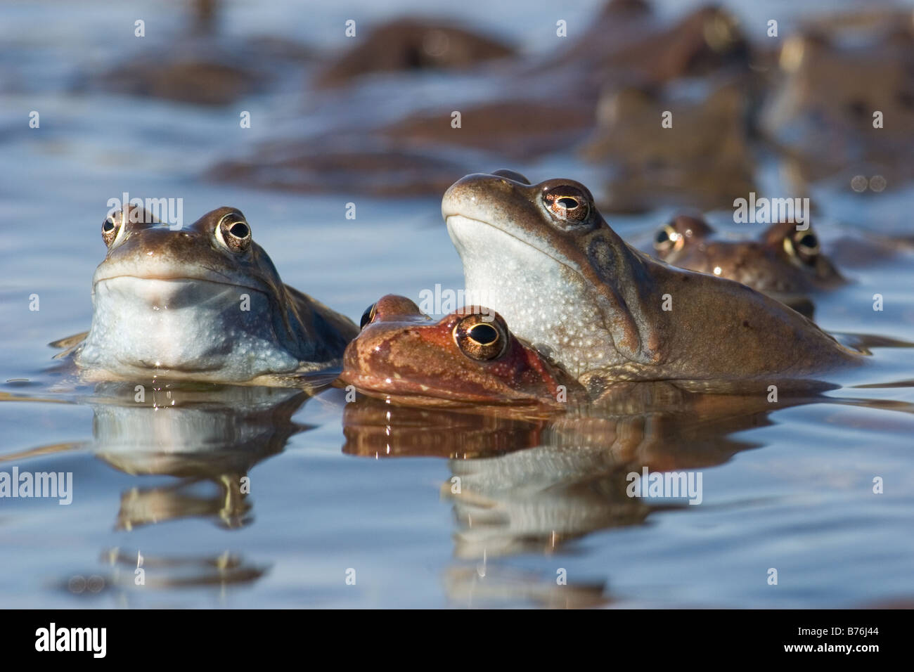 Common Frogs, Rana temporaria mating in an annual spring pool Stock ...