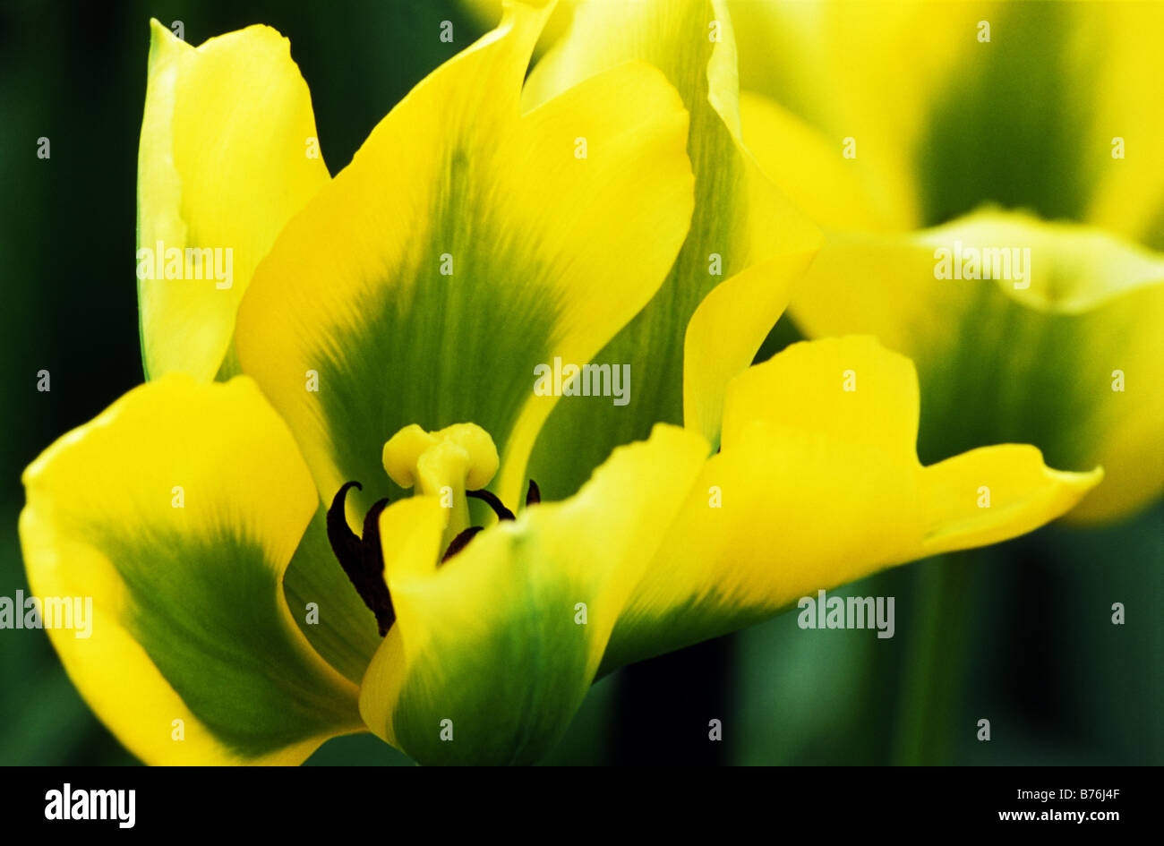 Tulipa Viridiflora Formosa photograhed at Keukenhof Gardens in Lisse ...