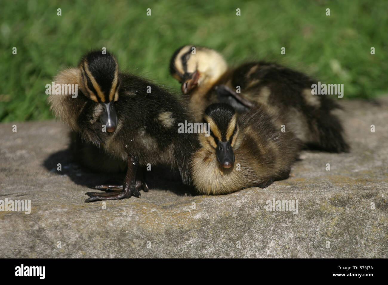 Black brown and yellow ducklings hi-res stock photography and images ...