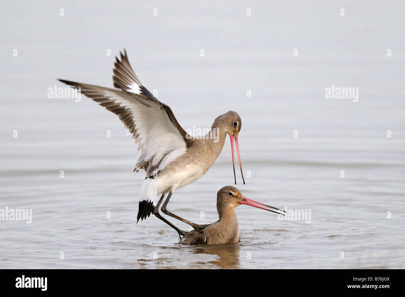Two fighting birds hi-res stock photography and images - Alamy