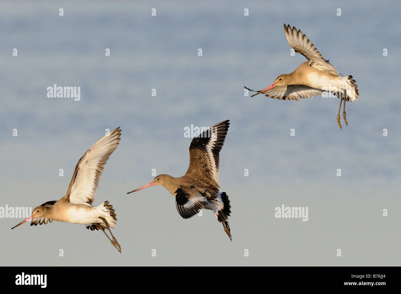 Three flying birds hi-res stock photography and images - Alamy