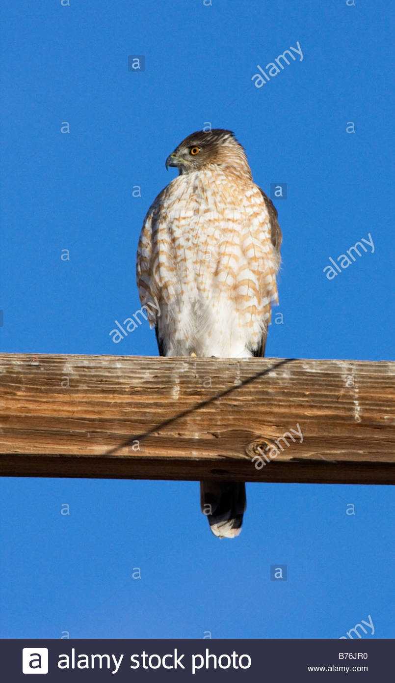 Chicken Hawks High Resolution Stock Photography and Images - Alamy