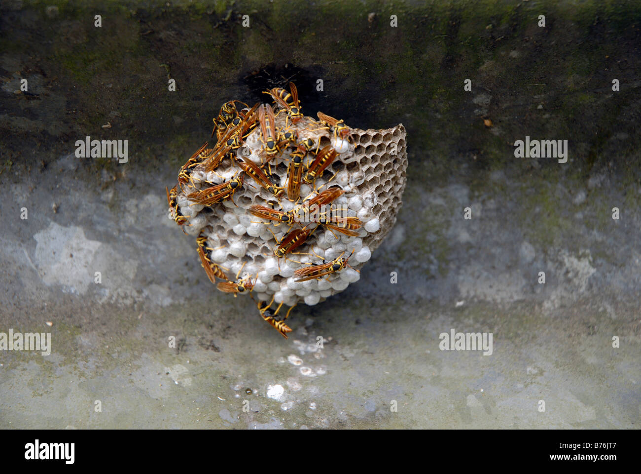 Hymenoptera on nest hi-res stock photography and images - Alamy