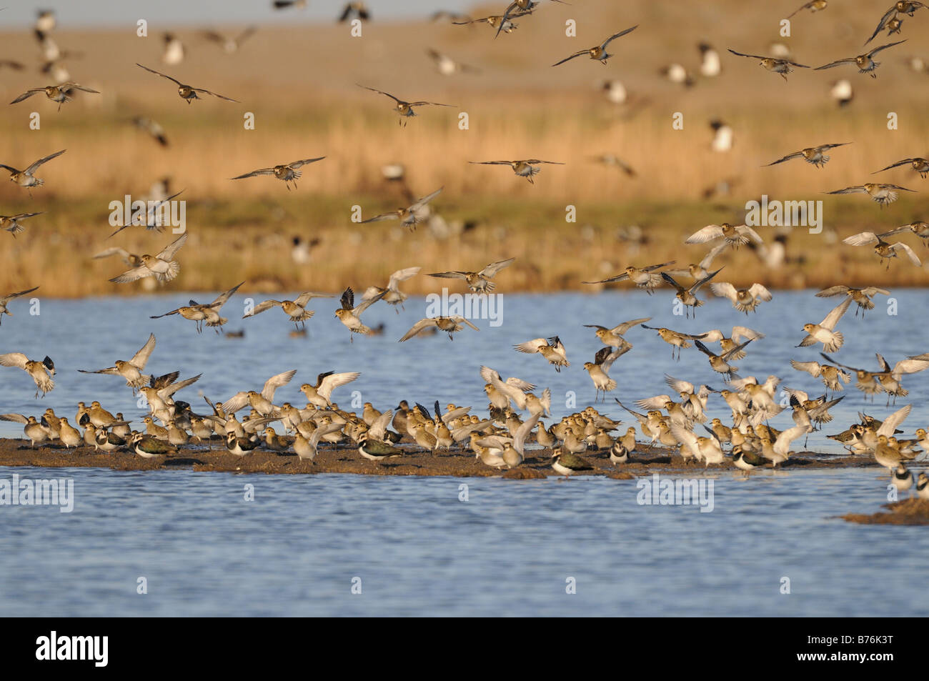 Freshwater waders hi-res stock photography and images - Alamy