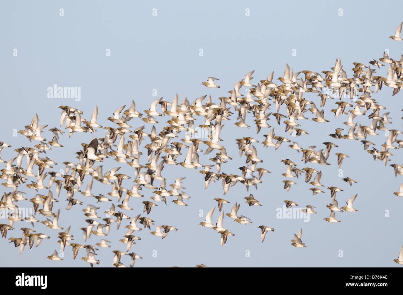 Blue sky with flock of birds hi-res stock photography and images - Alamy