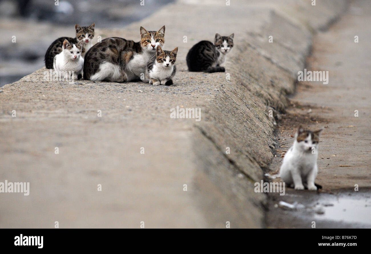 A group of stray cats wander along the pavement in Eminonu, Istanbul ...