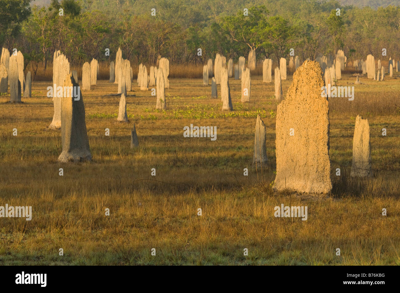 Magnetic termite amitermes laurensis termite hi-res stock photography ...