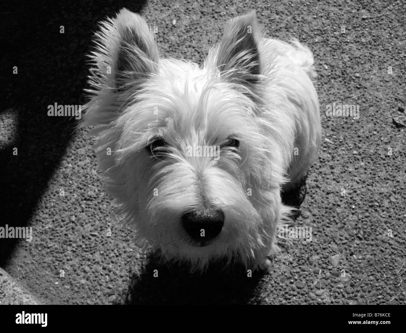 White Scottish terrier pet dog sitting and begging Stock Photo - Alamy