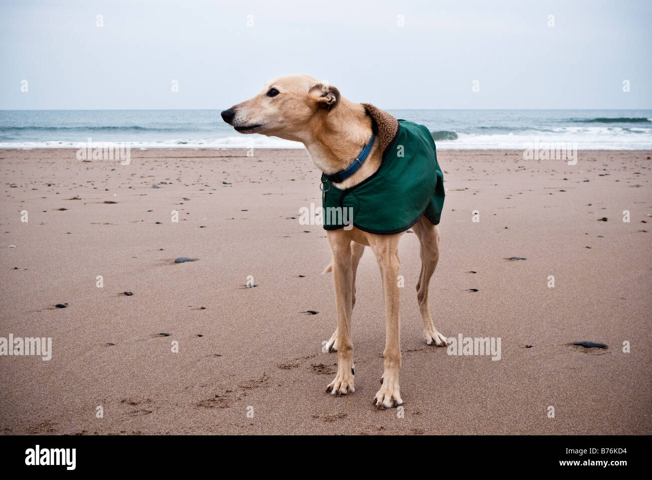 Lurcher hi-res stock photography and images - Alamy
