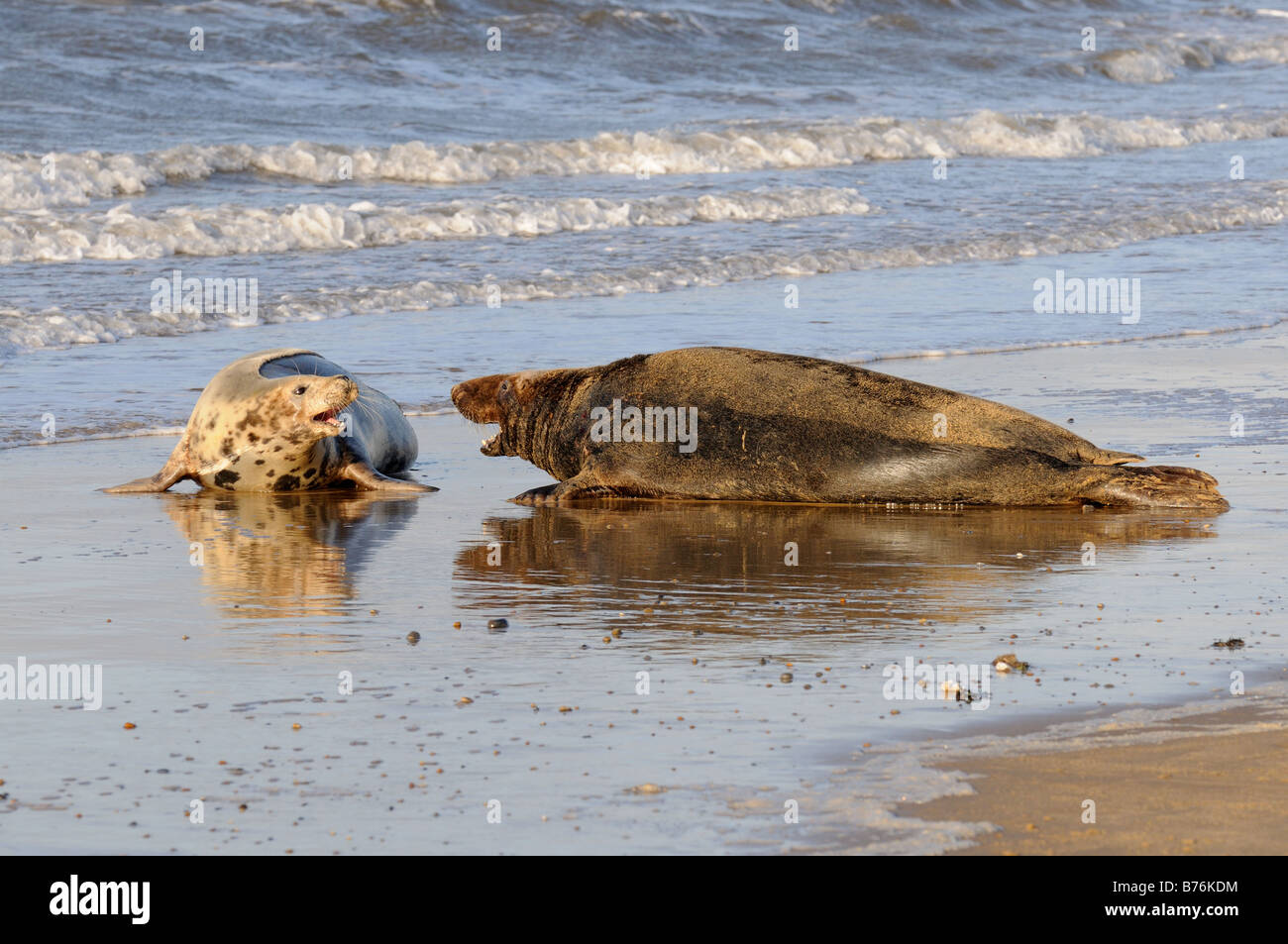 Female Seals High Resolution Stock Photography and Images - Alamy
