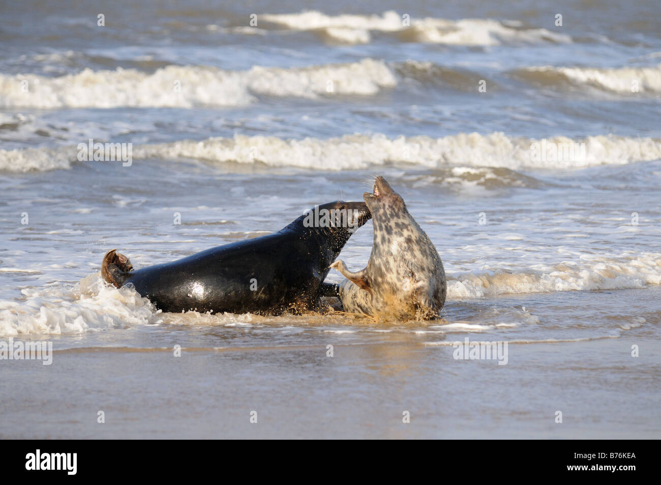 Female Seals High Resolution Stock Photography and Images - Alamy