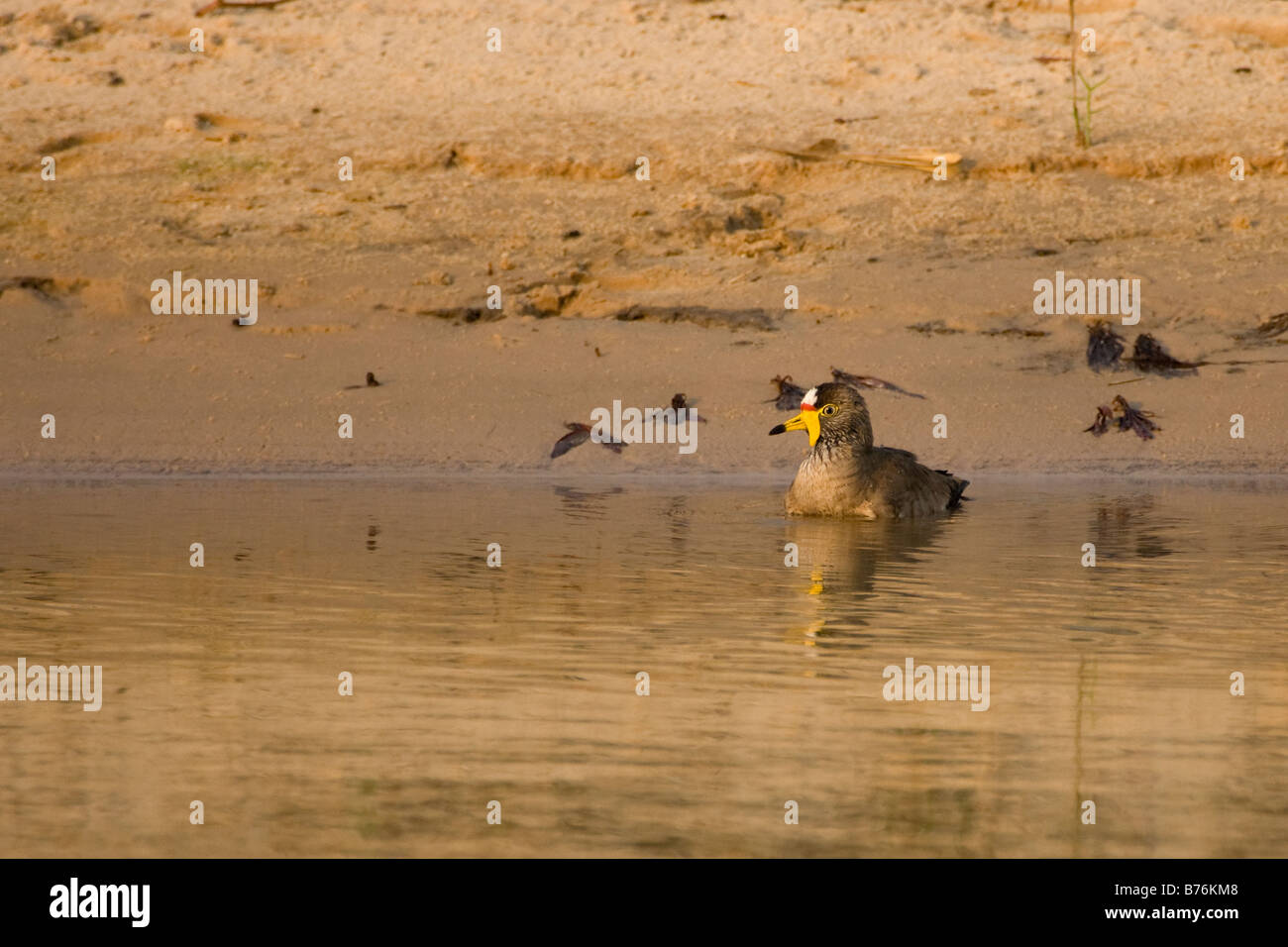 Kavango river hi-res stock photography and images - Alamy
