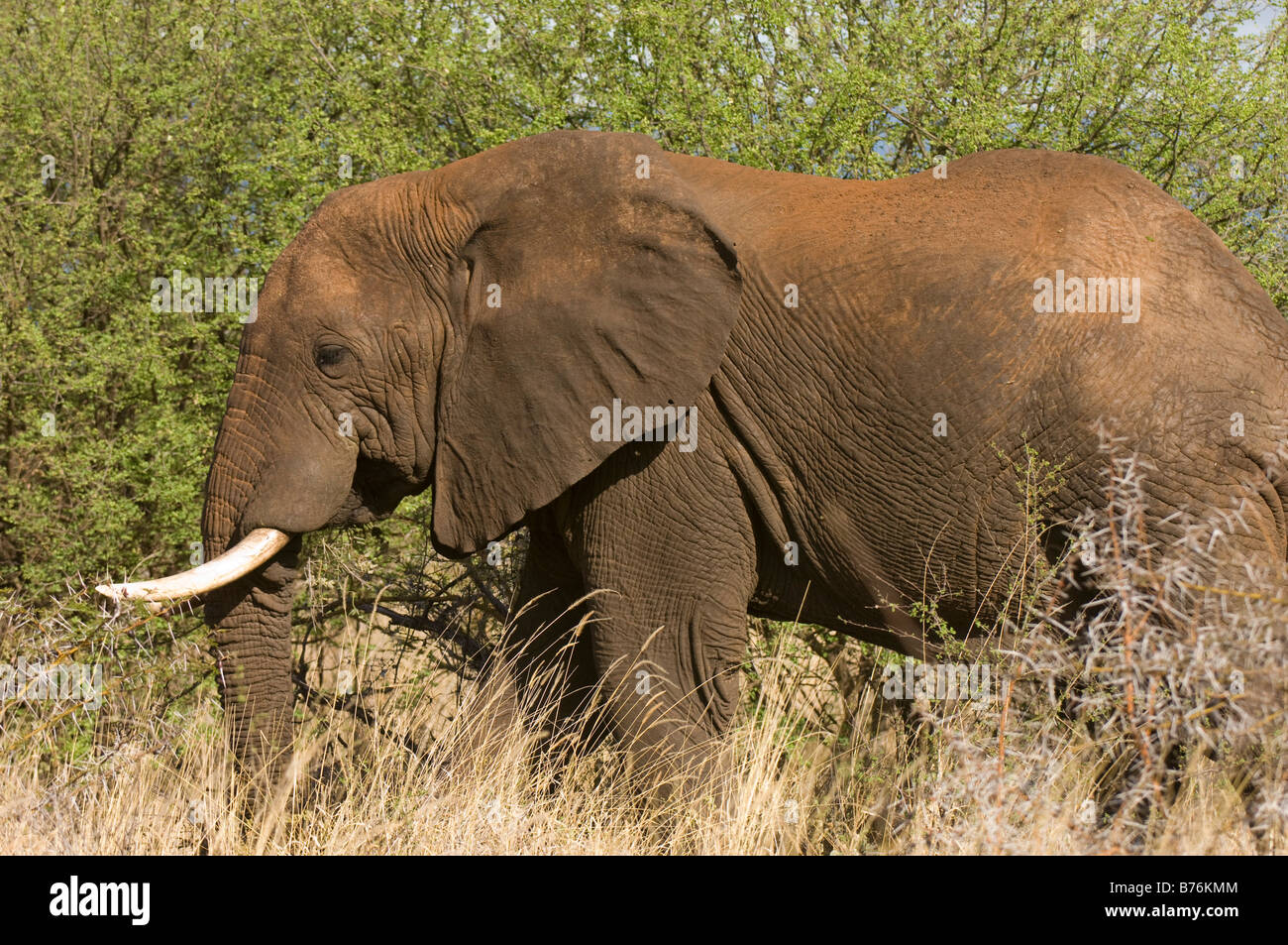 Elephant Meru National Park Kenya Stock Photo - Alamy