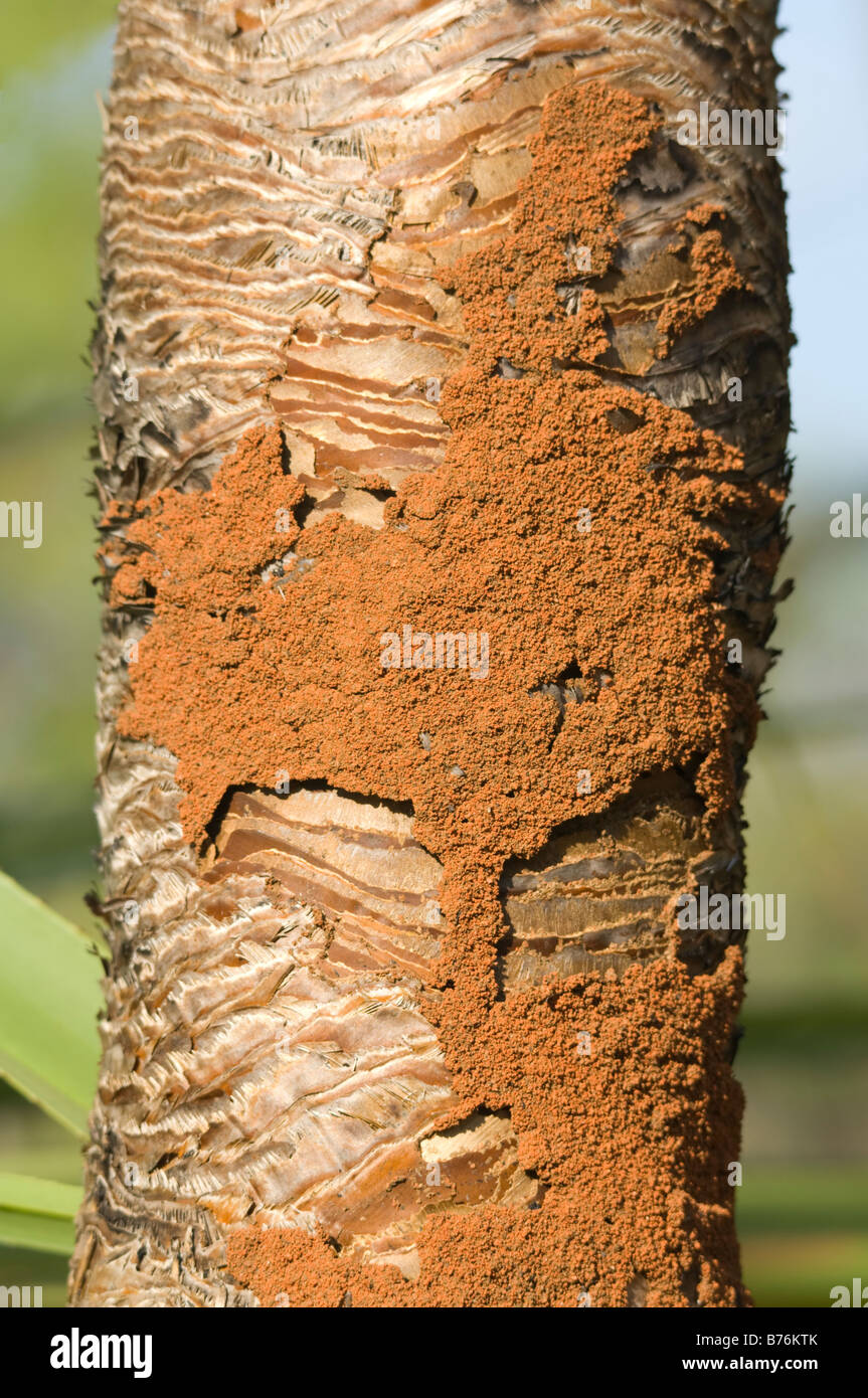 Trunk damaged by a wood-feeding termite species Lichfield National Park ...