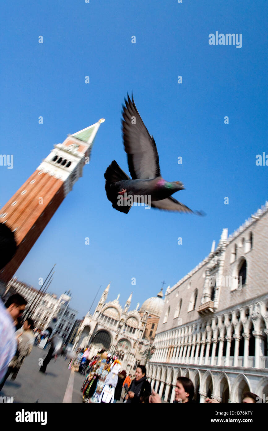 Italian pigeon hi-res stock photography and images - Alamy